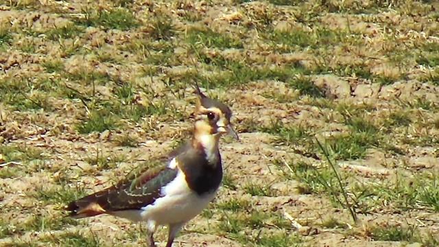 У дороги чибис...