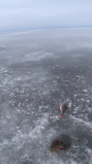 ВНИМАНИЕ! ОКУНЬ ПОДНИМАЕТСЯ НА МЕТР ОТ ДНА!!!