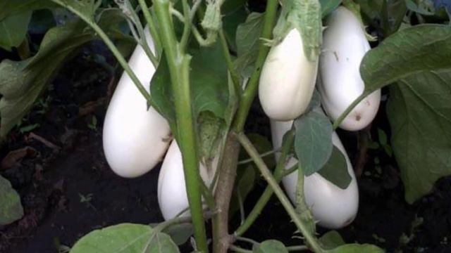 Характеристики и описание баклажанов сорта Вкус грибов