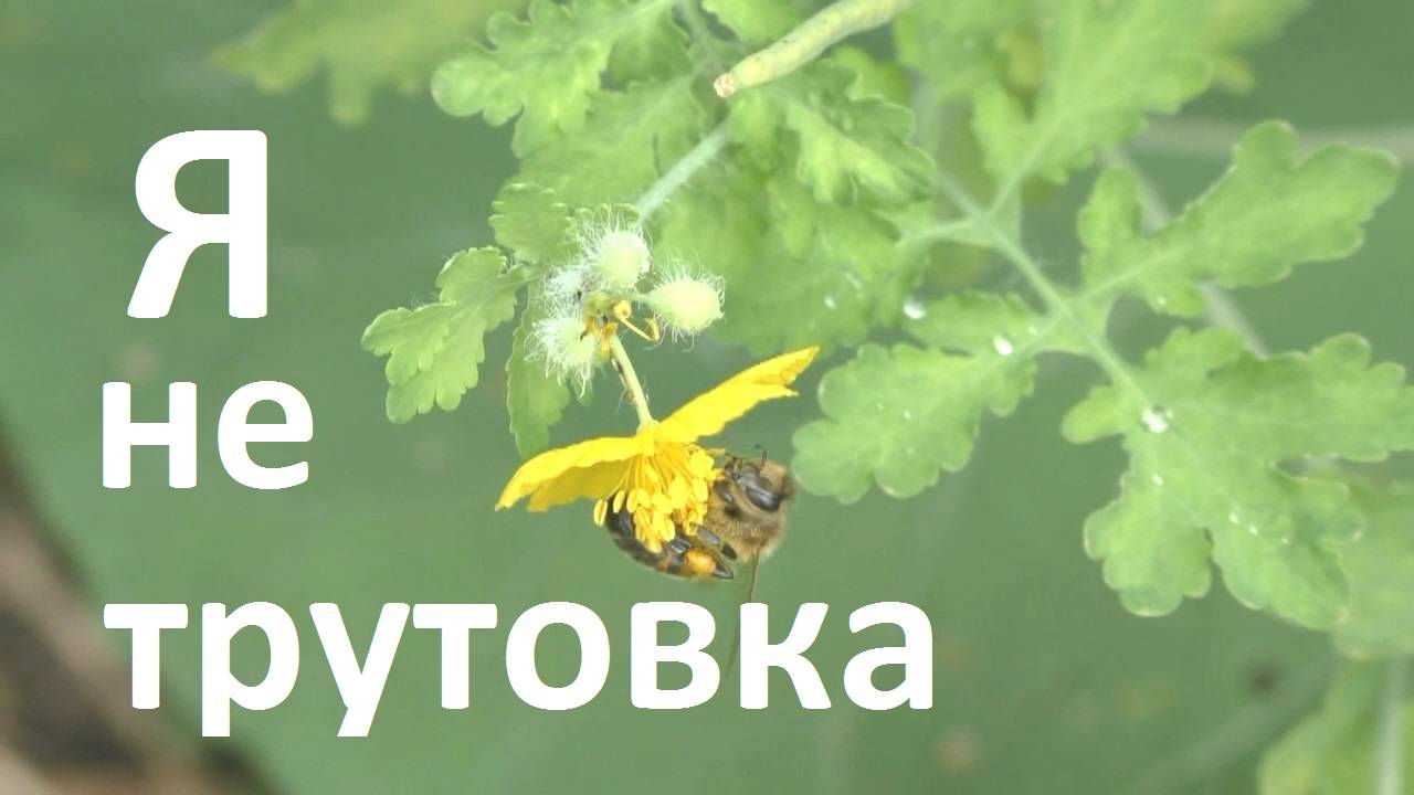 Причины появления пчел трутовок