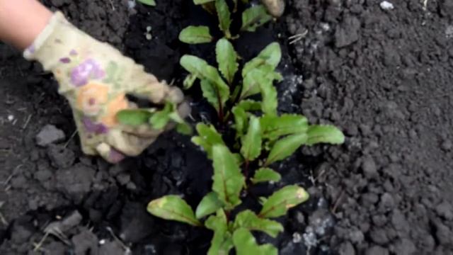 Прореживание свеклы в открытом грунте