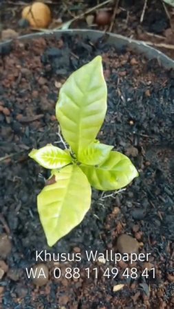 Pohon Kopi Yang ku Tanam Dari Biji Kopi