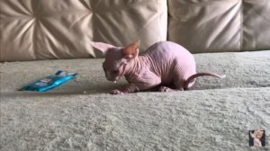Играть в палочки, котятам нельзя! Только под присмотром.