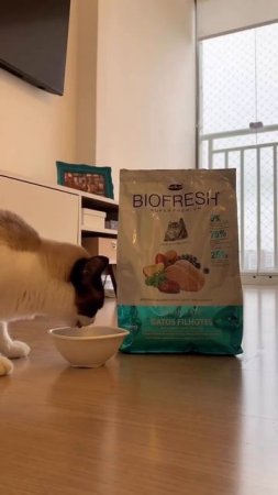 NOVO 🐱 Ração Biofresh Super Premium Natural para Gatos Filhotes 💛