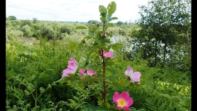 А  Вознесенский  Запомни этот миг #стихиолюбви #поэты20века