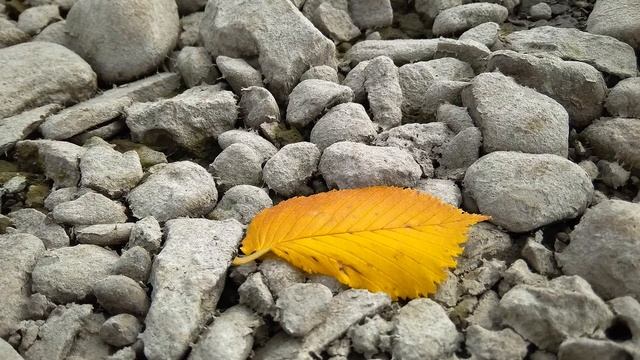 Г Иванов  Немного человечности #стихиожизни #философскаялирика   #поэтыСеребряноговека