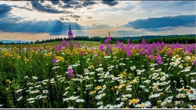 С  Есенин  Цветы мне говорят  - прощай #стихиолюбви#русскаялирика#поэтысеребряноговека