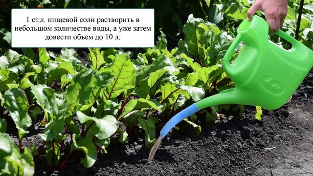 Свекла будет крупная и сладкая после этого, уход в июле