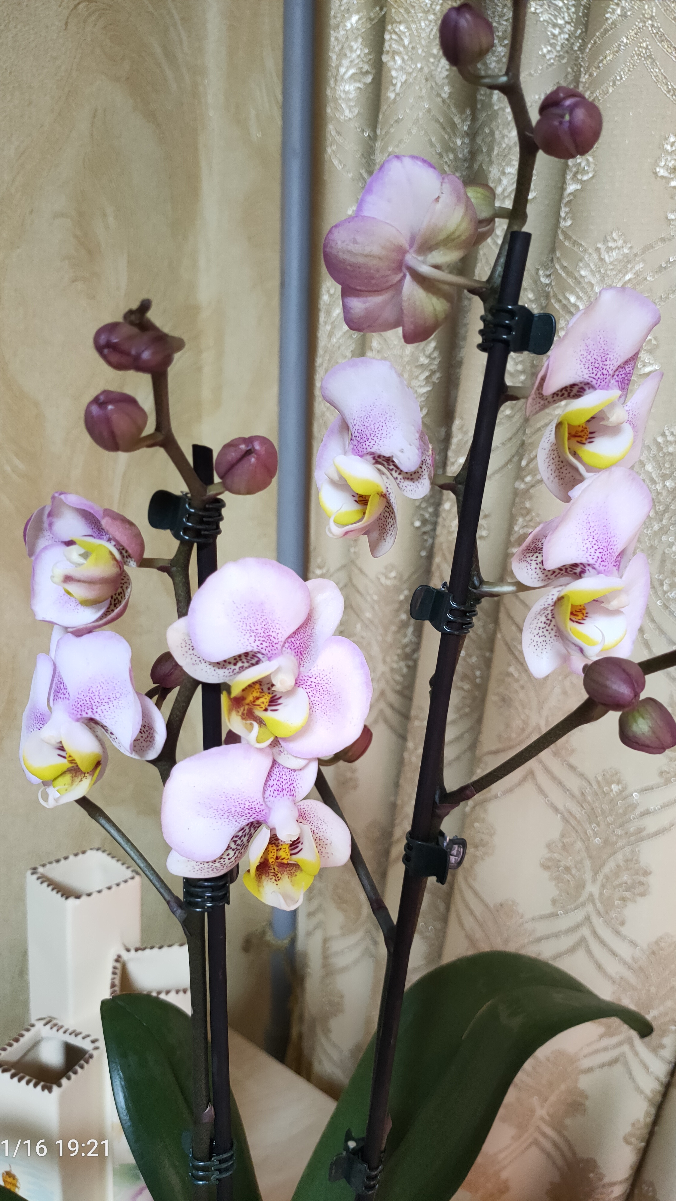 Орхидея фаленопсис Anthura Corola. Цветы, как из тонкого костяного фарфора. Листья в крап.