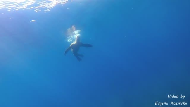 Подводные зарисовки 2024