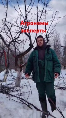 агрономы