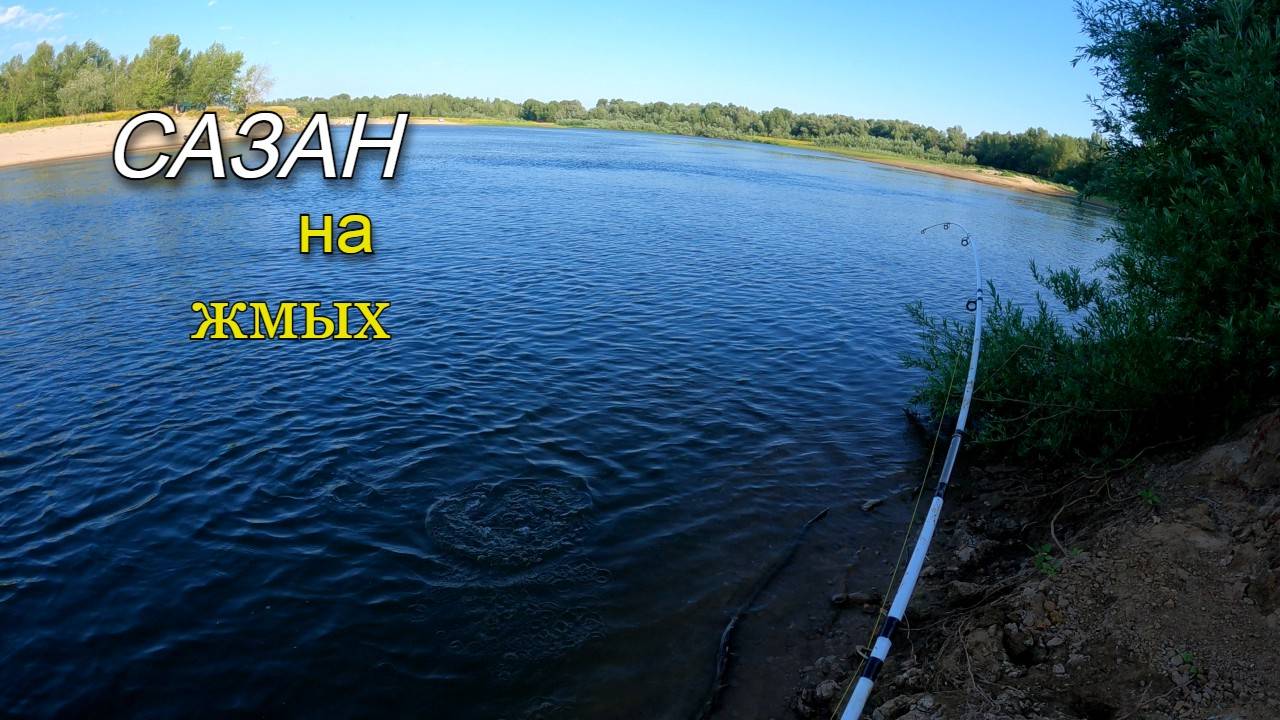 Поймал сазанчика на жмых. Летняя рыбалка на донки.