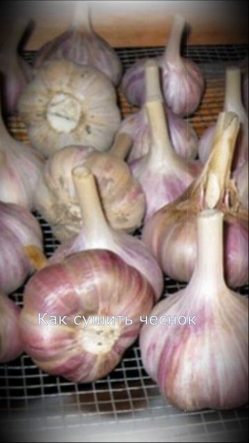 Как сушить дома чеснок осенью