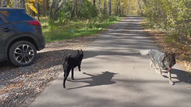 2024-10-01 Питомцы - Осенняя прогулка - 4 K
