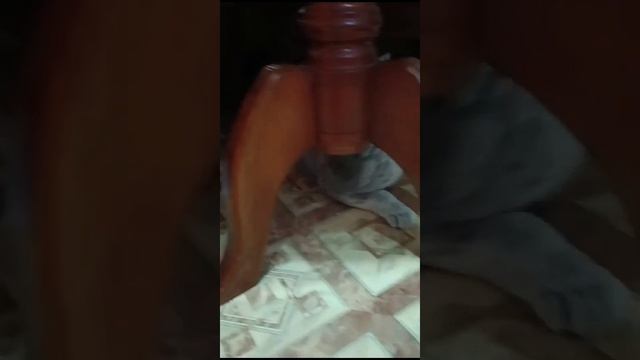 Британский голубой котик  Устин.
