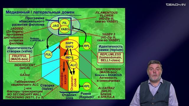 Чуб В.В. - Молекулярная генетика развития растений - 13. Регуляция развития плодов