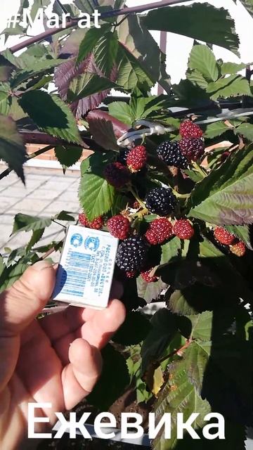 Ежевика
