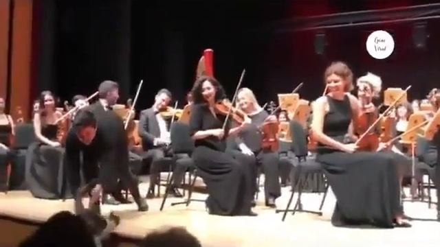 Кот и симфонический оркестр