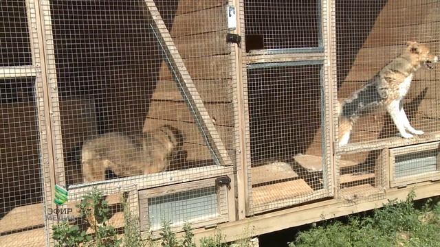 2023.07.19 Мегион  Помощь волонтер