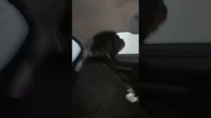 Эльза в автомойке