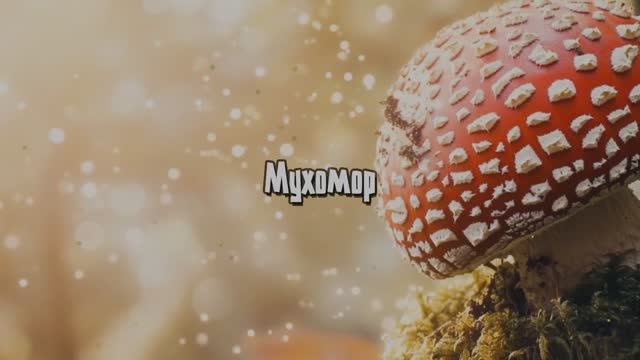 МУХОМОР