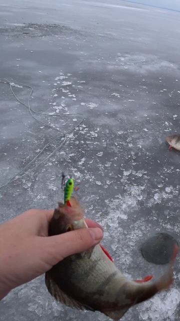 Играю балансиром как мормышкой и поклевка!!!