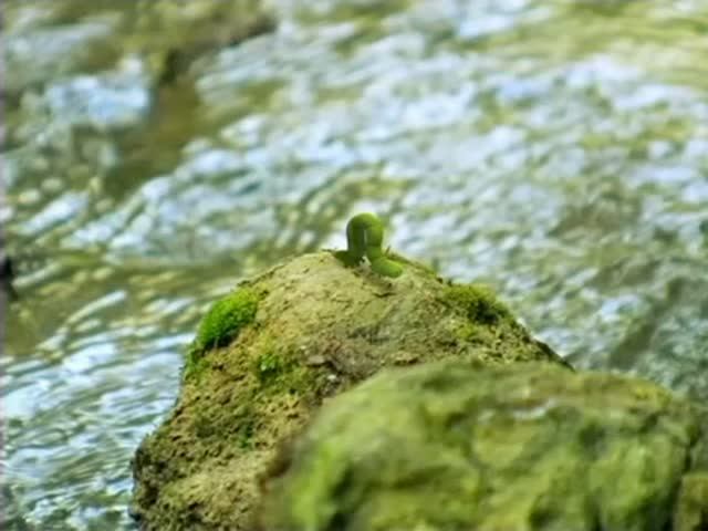 1.08 Букашки. Гусеница у ручья