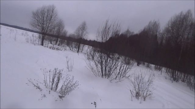 Выезд 23.01.25г. Выжловки обессилили, легли. Пришлось идти забирать собак.