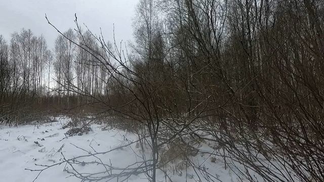 охота с Добычем. 23.01.2025. 16-й