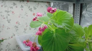 Бегония вечноцветущая Фея Пинк (Feya Pink)