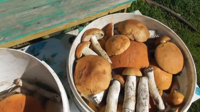 Красноголовики попёрли валом. #грибы#красноголовики#лес#заготовка_грибов#