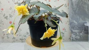 Бегония Беллекония Цитрус
