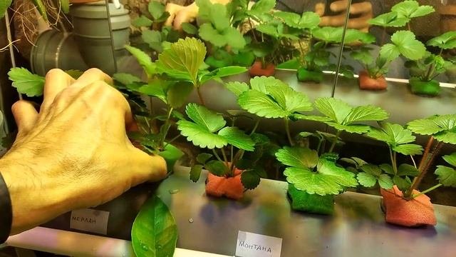 Корни клубники через две недели после посадки в гидропонику. Ответ на вопрос подписчиков.