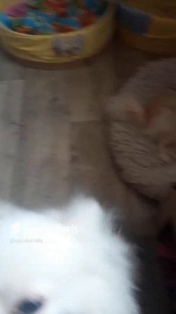 Мамаши отдыхают
