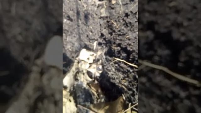 Tes metal detector md 4030, mantep - смотреть видео онлайн от «Romantic ...