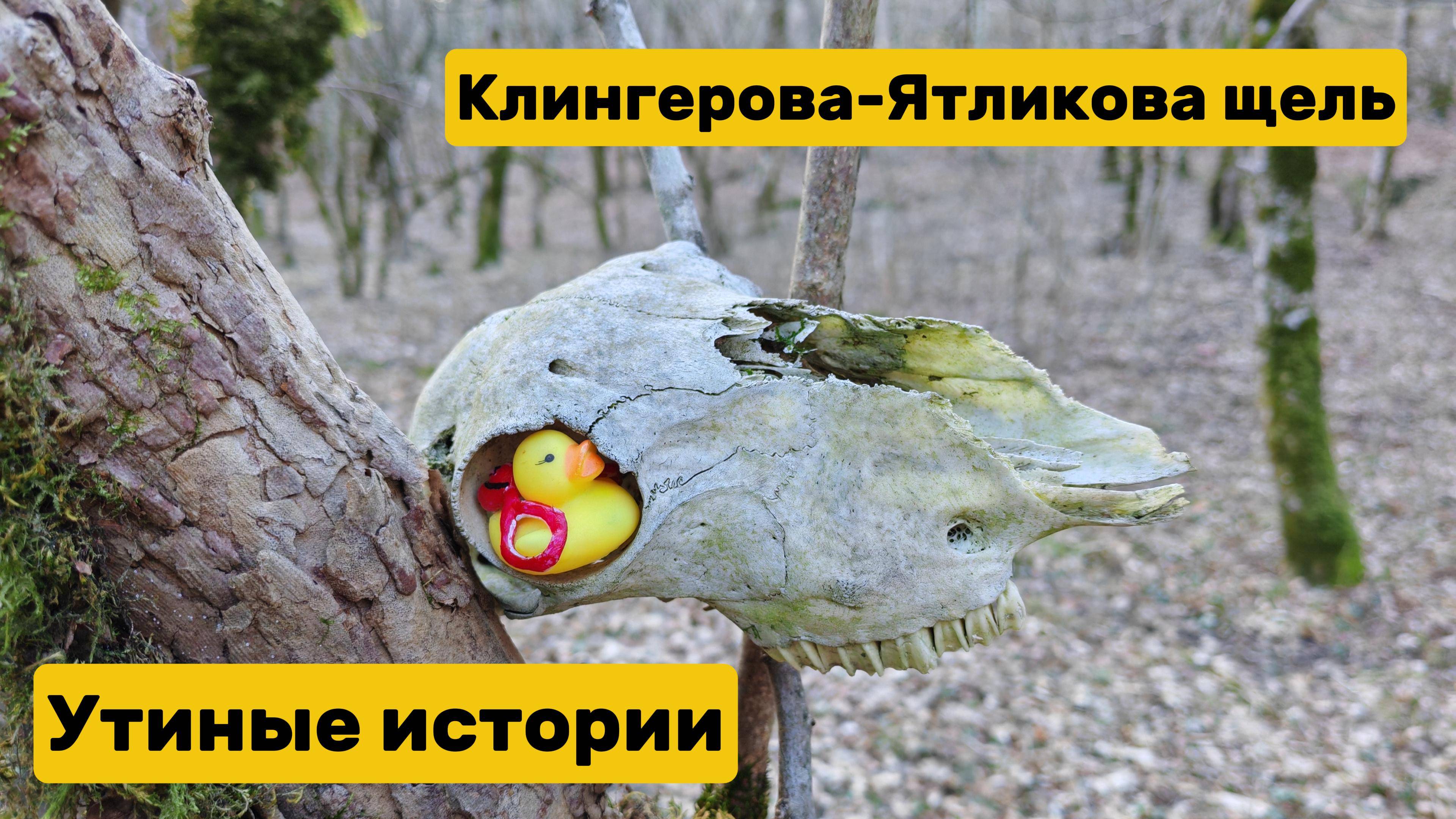 Клингерова и Ятликова щель. Прогулки с Утиными историями. 25 января