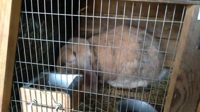 Московский парень в нашем хозяйстве.