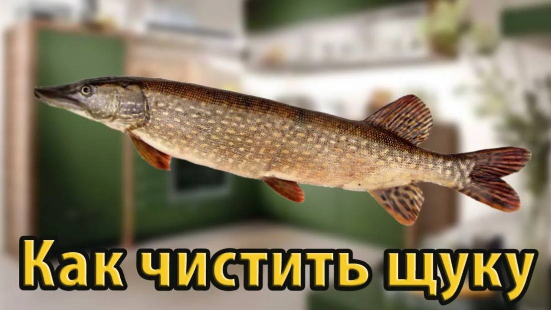Как чистить щуку
