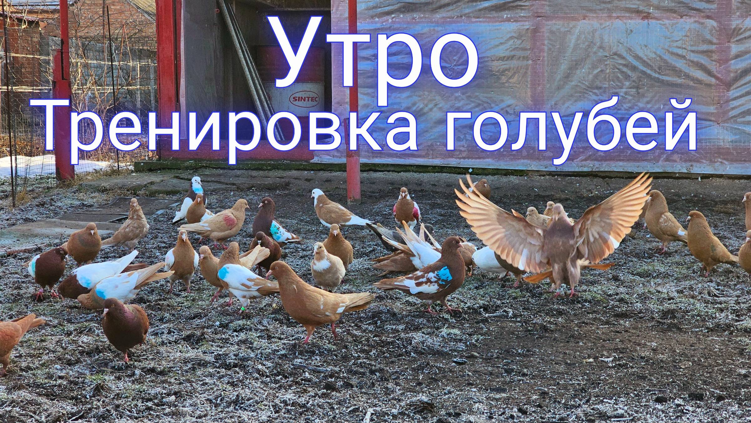 Обещанная тренировка голубей