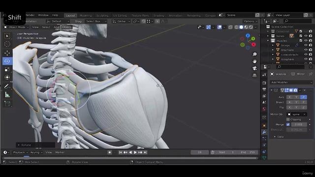 2. Anatomy The Upper Body 07 - Deltoids Part 2