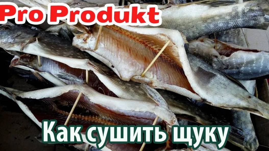 Как сушить щуку