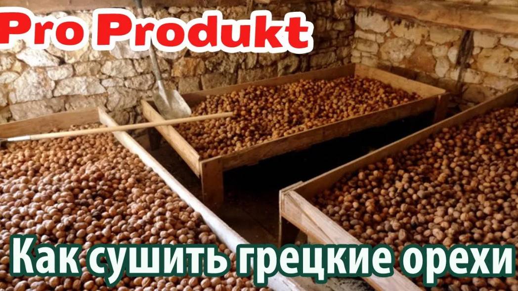 Как сушить грецкие орехи