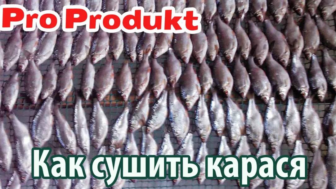 Как сушить карася