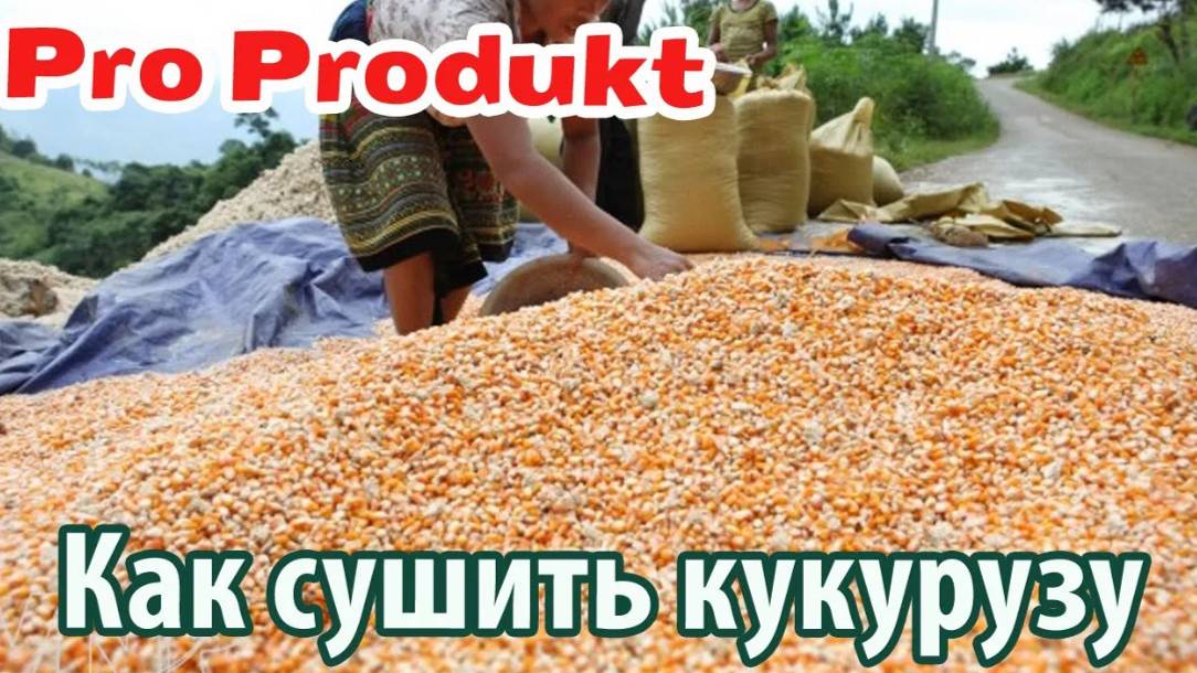 Как сушить кукурузу