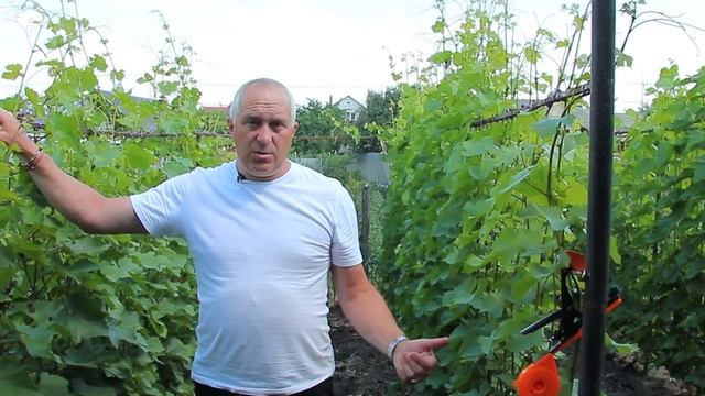 Почему ваш виноград не растет./Why your grapes are not growing.