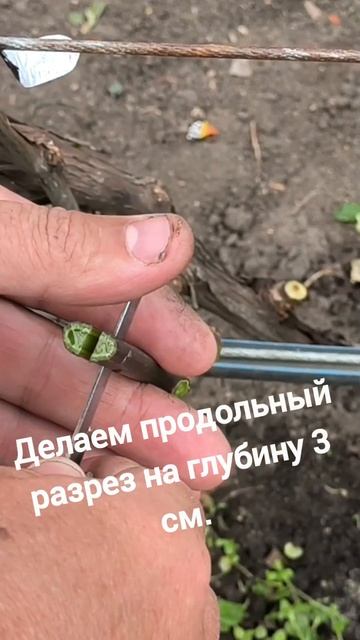 Прививка винограда черным в зеленое.