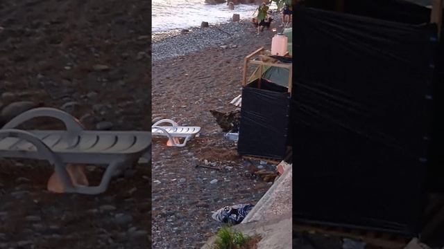 На море шум прибоя на Ниве 5Д Пляж "Белые ночи" 6.08.2024