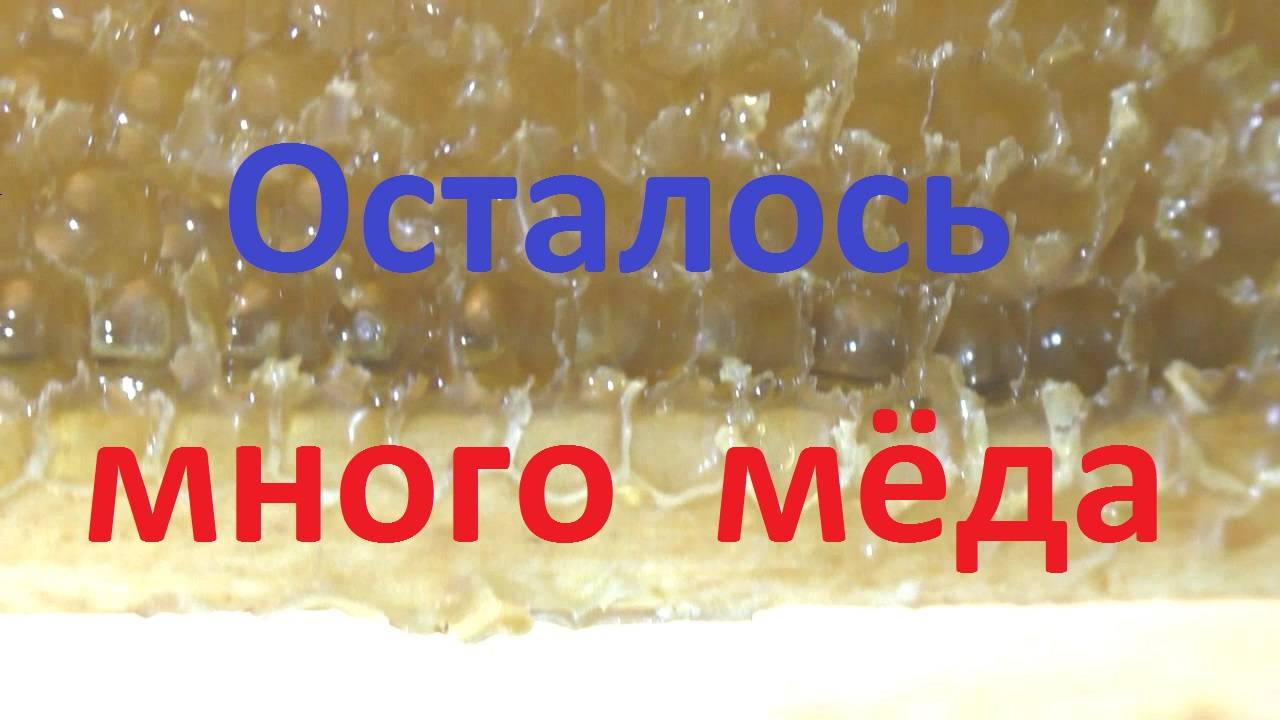 Надо ли осушать откачанные рамки