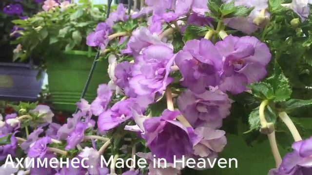 Ахименес. Made in Heaven