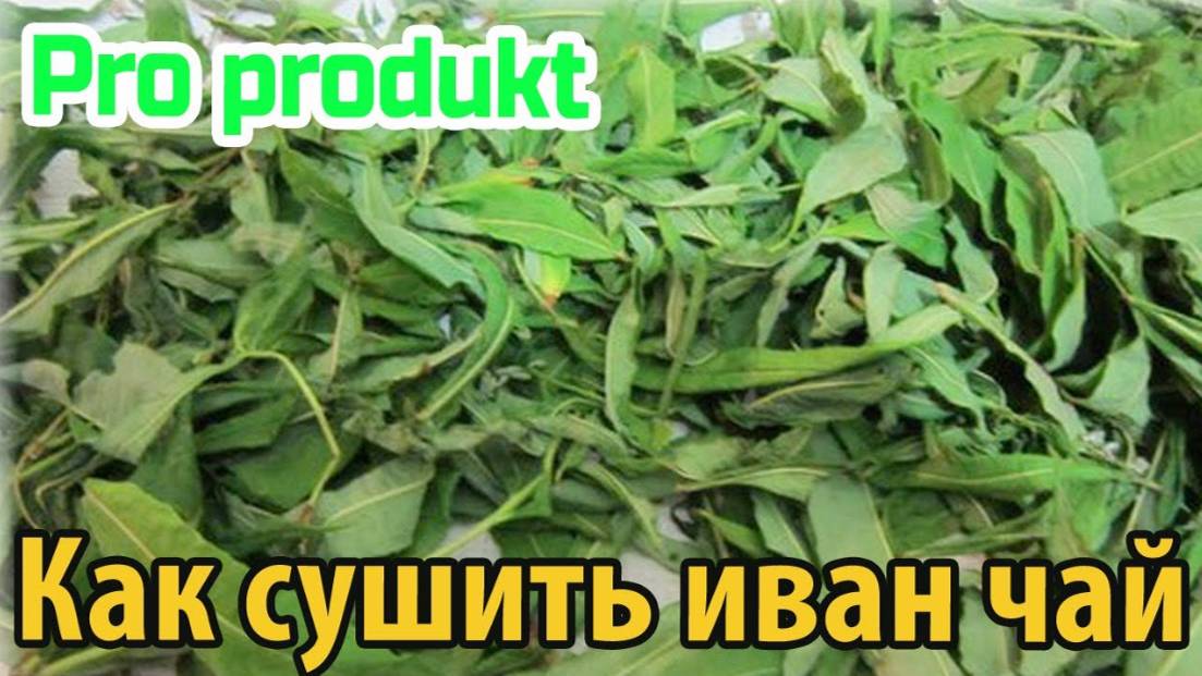Как сушить иван чай